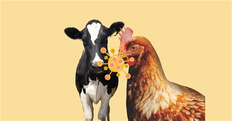 Gripe Aviar En Vacas Lecheras Eeuu En Búsqueda De Vacuna
