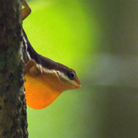 Reproductive Isolation And Speciation In Lizards