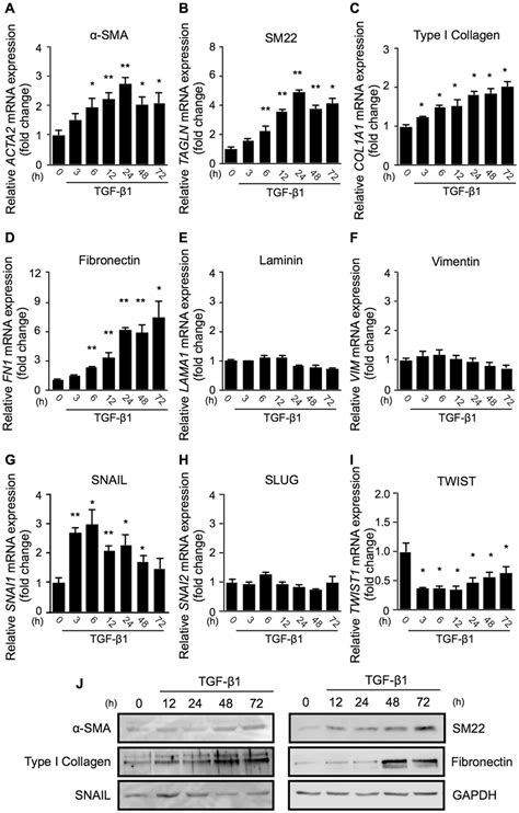 TGF β upregulates SNAIL but not SLUG or TWIST followed by the Download Scientific Diagram
