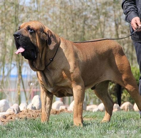 世界公认十大“猛犬”排行榜，见到记得要绕道走！ 知乎