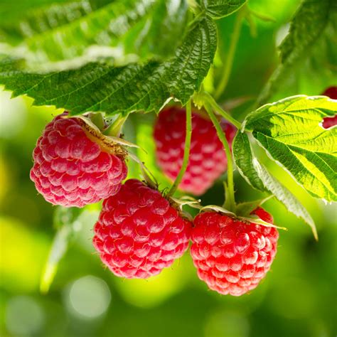 Nova Red Raspberry Plant The Sill
