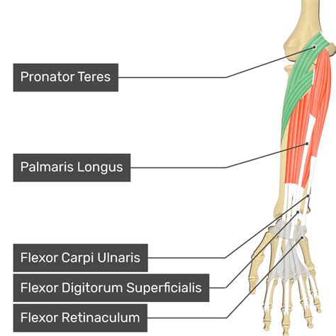 Pronator Teres Muscle