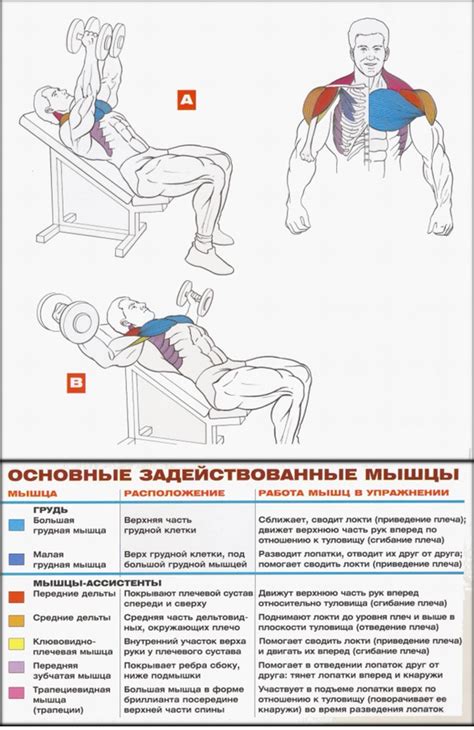 Упражнения для нижней части грудных мышц 4 упражнения на низ грудных