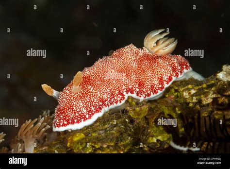Chromodoris Reticulata Nudibranch Lembeh Strait North Sulawesi