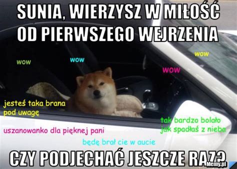 Pieseł Memy Pl