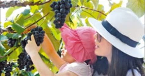 포도 밟으며 디스코 춤을~ 영동군 포도축제 29일 개막