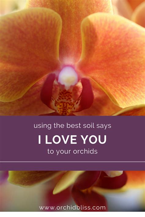 Whats The Best Potting Mix For Orchids Orchid Bliss