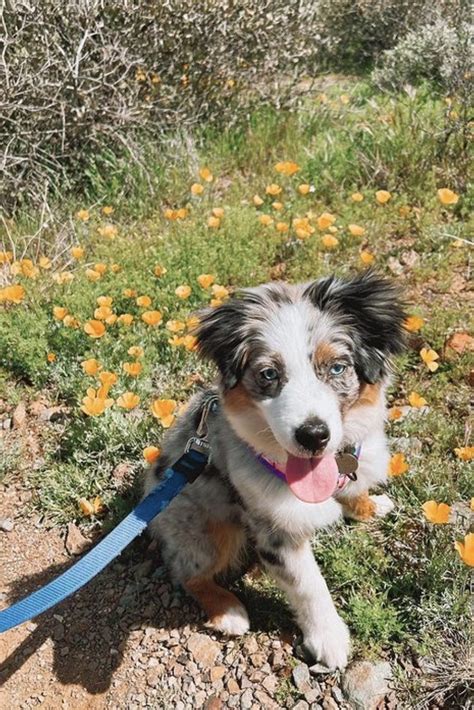 Full Grown Mini Aussie