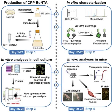 Production And Characterization Of Cell Penetrating Recombinant Botulinum Neurotoxin Type A Pmc