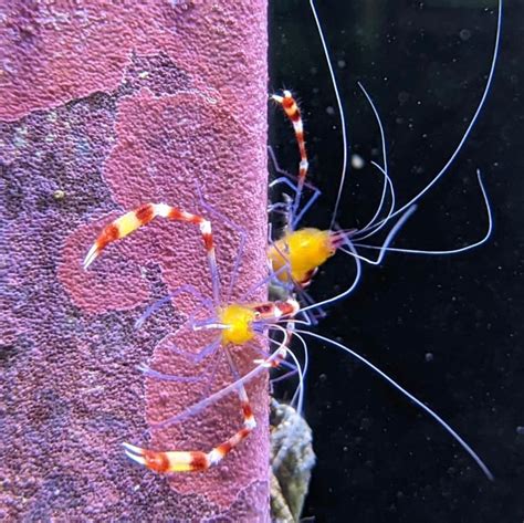 Golden Coral Banded Shrimp Barrier Reef Aquariums
