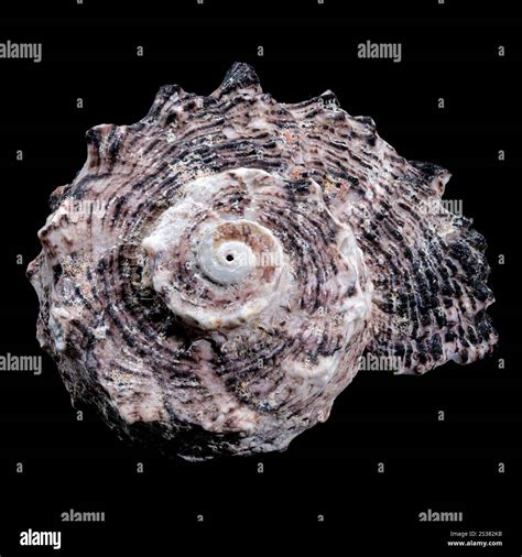 Close Up Of An Angaria Delphinus Shell Showcasing Its Spiral Form
