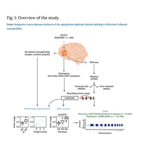 Raj Lab Neuroscience Labs Icahn School Of Medicine