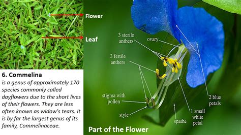 Solved Annotate And Label The Parts Of The Following Plants 1