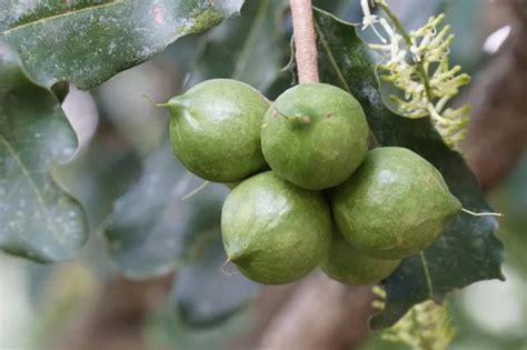 What Does A Macadamia Nut Tree Look Like With Images 🐝 Bootstrapbee