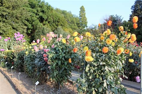 Jardin Botaniqueparc 드 라 단 Dor리옹 0명에 대한 스톡 사진 및 기타 이미지 0명 꽃 식물 노랑