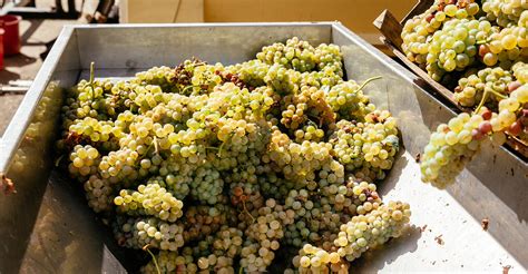 New York Agriculture Looks To Grab More ‘gusto