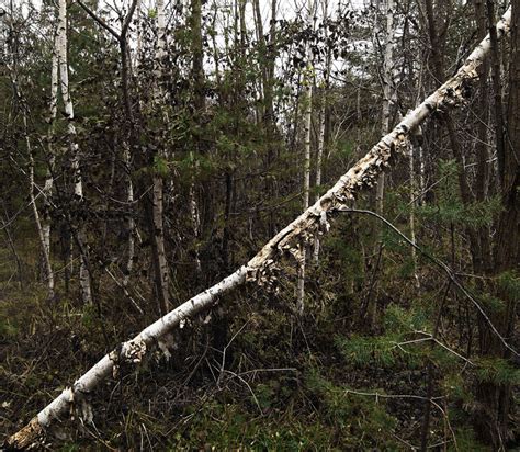 The Secret Geometry Of Woods Svea Duwe