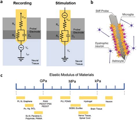 Requirements For Neural Interfaces A Equivalent Circuit Diagrams Of Download Scientific