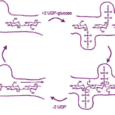 1 Assembly Of Cellulose Microfibrils By A Xylinum [9] Download Scientific Diagram