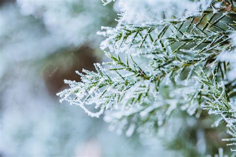 落满雪的松枝摄影图高清摄影大图 千库网