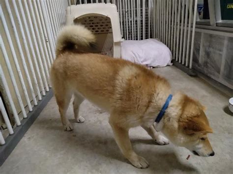 迷い犬情報 迷い犬情報 住まい・生活 くらしの情報 北海道別海町