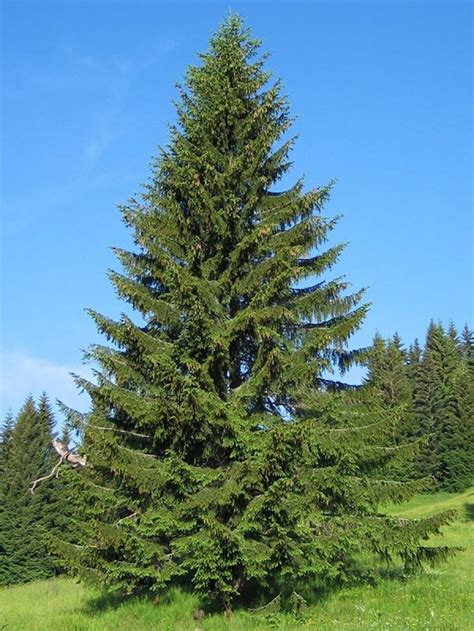 LÉpicéa ou Épicéa commun Picea abies L H Karst 1881 est une