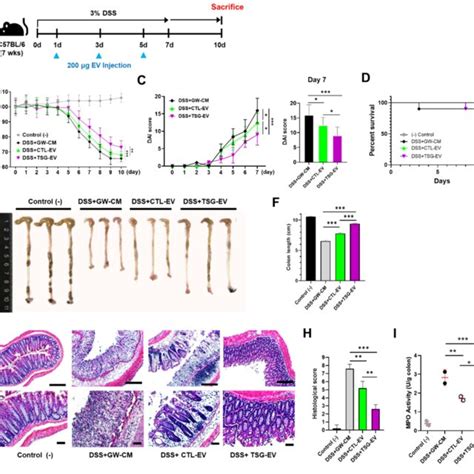 Ev From Tsg Primed Wj Mscs Ameliorates Dss Induced Colitis In Mice Download Scientific Diagram