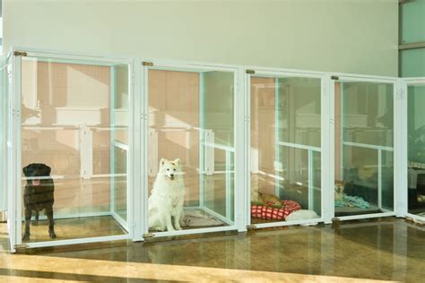 디너의여왕 인천 중구 도그어스플래닛 영종도점 3차