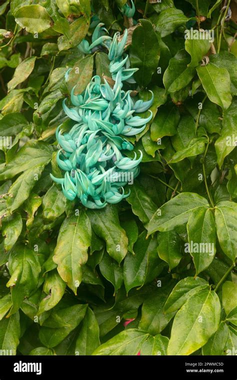Natural Close Up Flowering Plant Portrait Of Strongylodon Macrobotrys