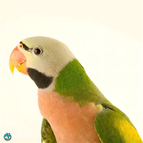 Red Breasted Parakeet