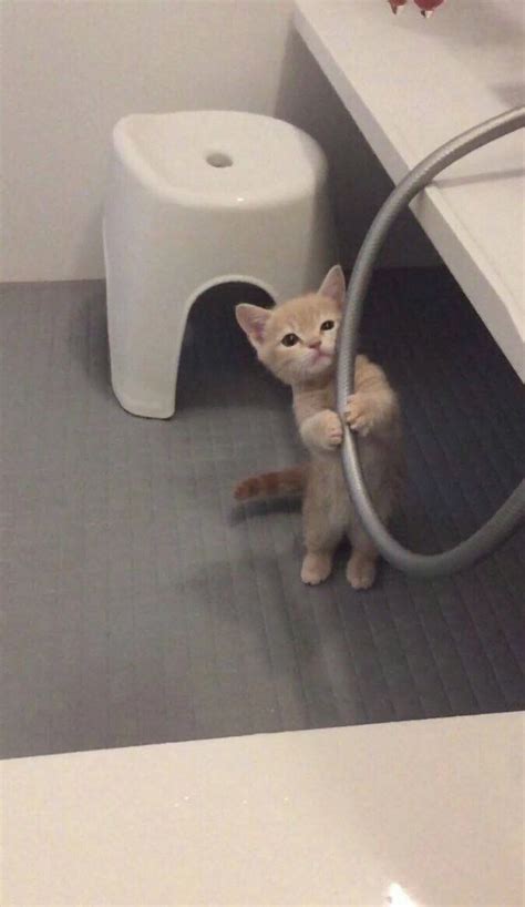 小奶猫 堆糖，美图壁纸兴趣社区