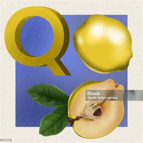 퀸스와 과일 알파벳 Q 문자의 손 그리기 질감 귀여운 그림 인쇄 직물 카드 포스터 학교 유치원 어린이 교육 어린이 책 브로셔에 사용 0명에 대한 스톡 벡터 아트 및 기타