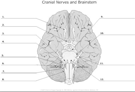 Cranial Nerves Diagram Quizlet Cranial Nerves Diagram Quizlet