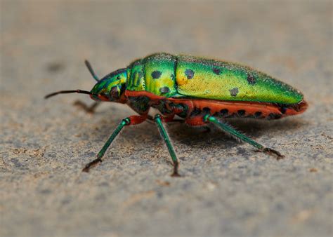 Asian Jewel Bug Scutellera Perplexa One Nice Bug Per Day