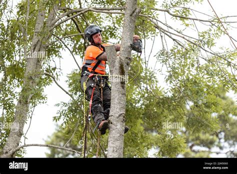 Tree Surgeon Cutting Branches Off Trees With Chain Saw With Safety Gear