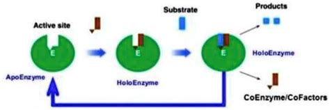 Solved A Look At The Following Picture What Are Apoenzymes
