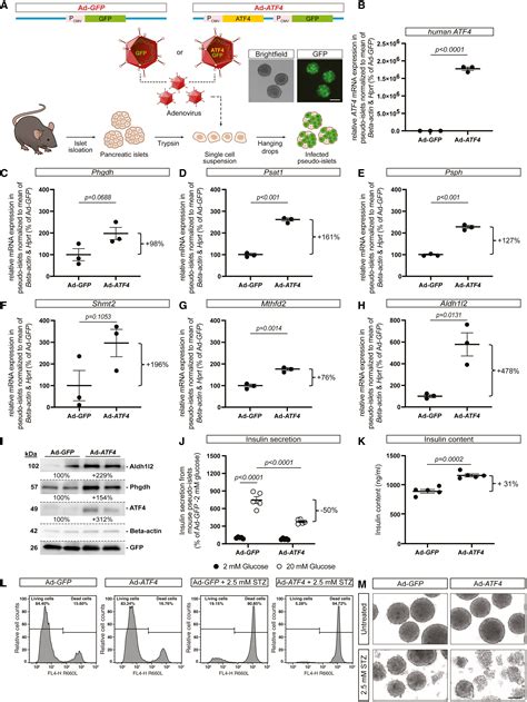 Pancreatic Islet Protection At The Expense Of Secretory Function