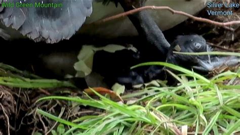 Loon Chick Hatching 2022 Artificial Nest Youtube