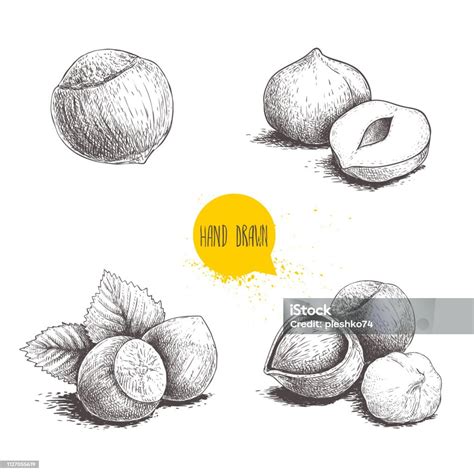 헤 즐 넛의 스케치 단일 그룹 벗 겨와 잎 전체 새겨진된 스케치 스타일 일러스트입니다 유기 음식입니다 달콤한 음식과 화장품에 대 한 구성 요소입니다 벡터 그림을 흰색 배경에