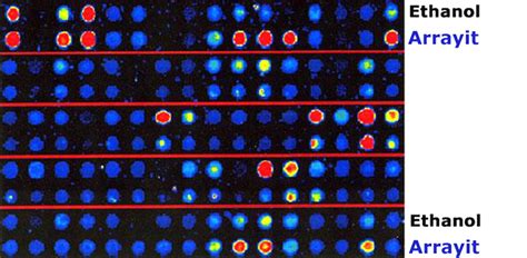Arrayit Corporation Aryc Products Dna Microarrays Microarrays Life Sciences Diagnostics