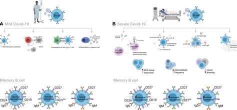 Frontiers Immune Responses In Mildly Versus Critically Ill COVID Patients