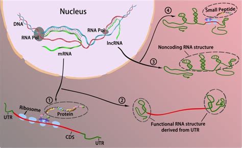 Coding Or Noncoding The Converging Concepts Of RNAs Abstract Europe PMC
