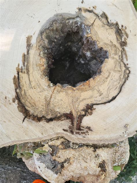Codit Model And Fruiting Bodies R Arborists
