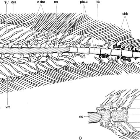 Dorsal Fin Rays And Their Support In †rhabdoderma Exiguum From The