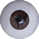 DEAD OR ALIVE Marie Rose Sex Doll Cm Free Matching Outfit Included Kanadoll