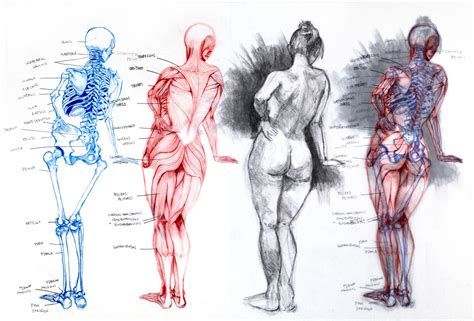 Figure Structure