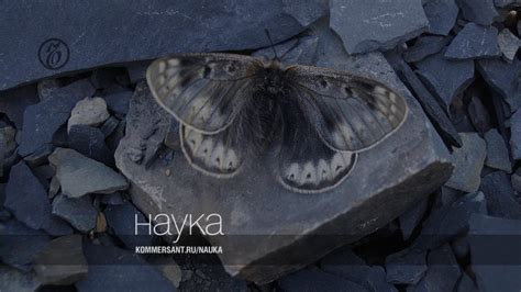 Аполлон на Крайнем Севере Наука