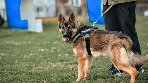 10 Police Dog Breeds Used In Law Enforcement En Pet Yolo