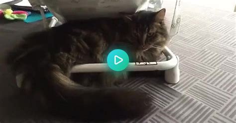 Proof Not All Floofs Like Butt Scratches  On Imgur