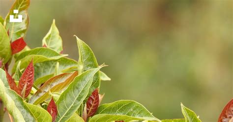 녹색과 빨간색 잎은 흐릿한 배경에 있습니다 사진 Unsplash의 무료 벽지 이미지